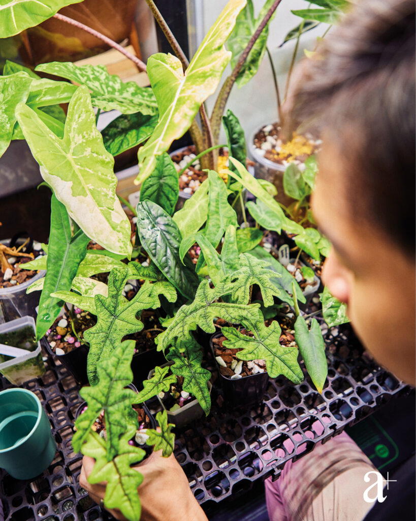 The Collectors: Timothy Sim Built A Glasshouse In His HDB Flat | a+ ...